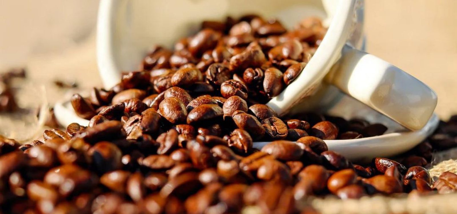 The best coffee brand in Canada Spirit Bear Coffee Company