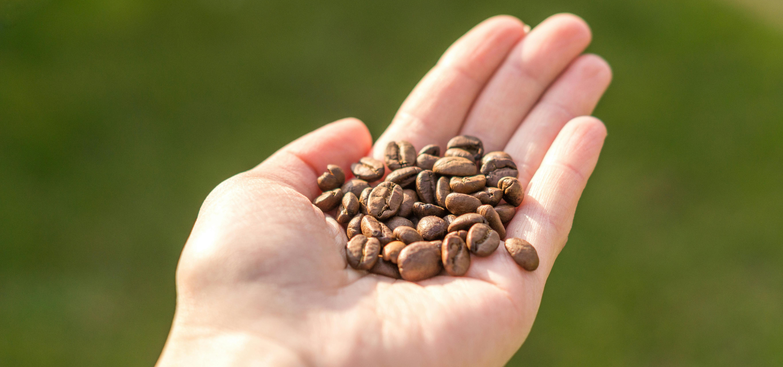 Decaf Coffee Surge: Exploring Its Growing Popularity - Spirit Bear ...
